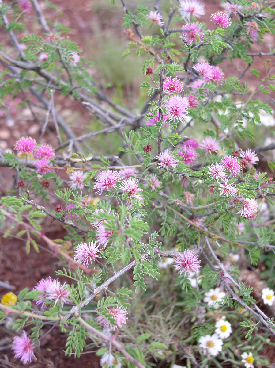 Catclaw Mimosa* – Bamert Seed