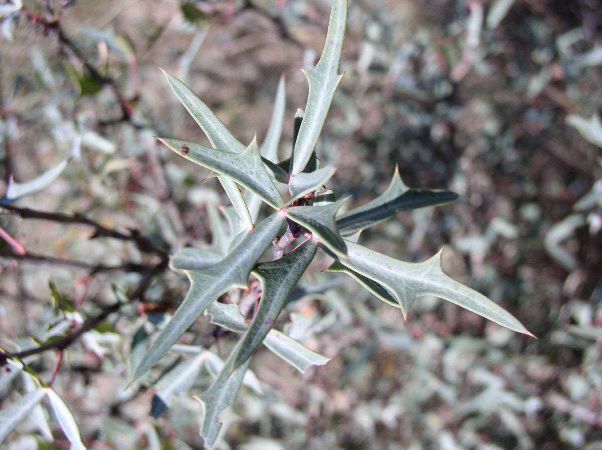 Agarito* – Bamert Seed