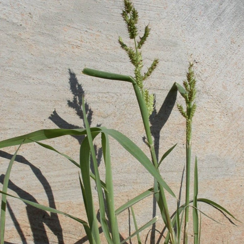 Barnyardgrass* – Bamert Seed