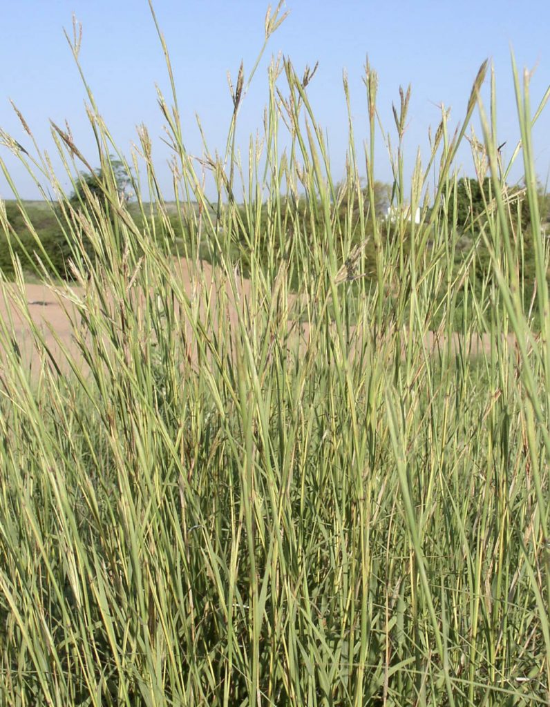 Big Bluestem – Bamert Seed