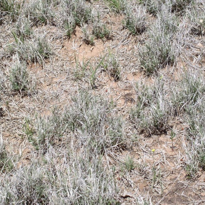 Burrograss* – Bamert Seed