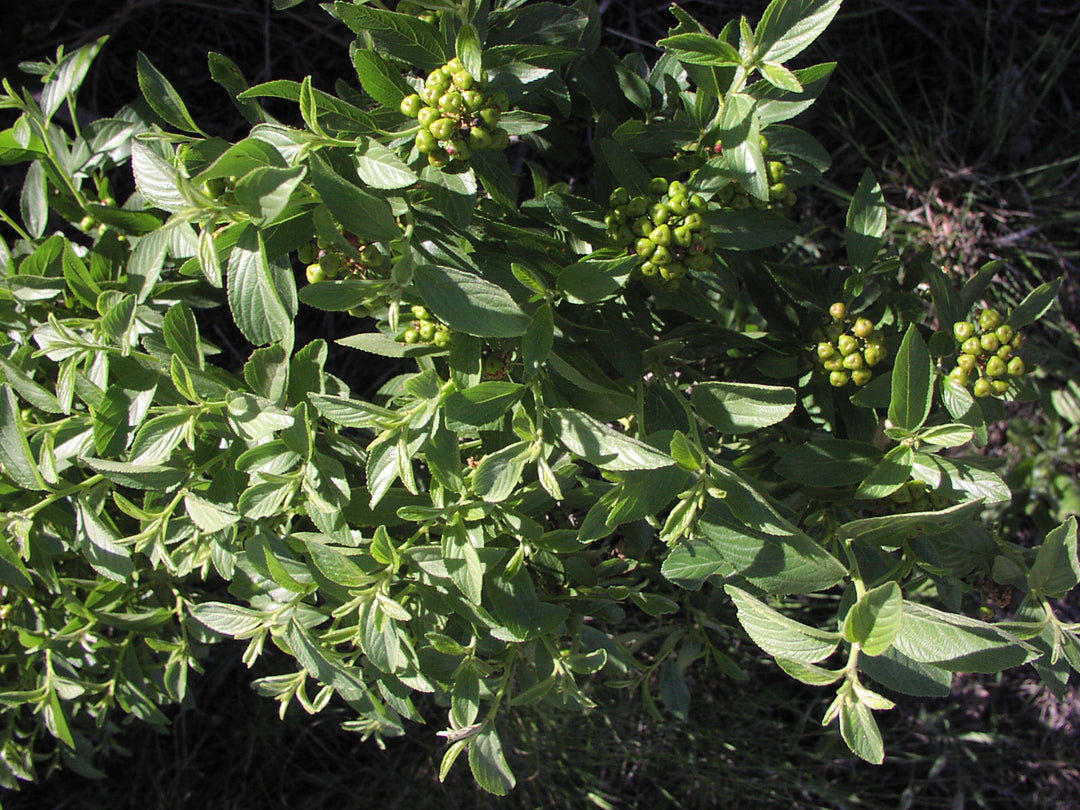 Ceanothus* – Bamert Seed