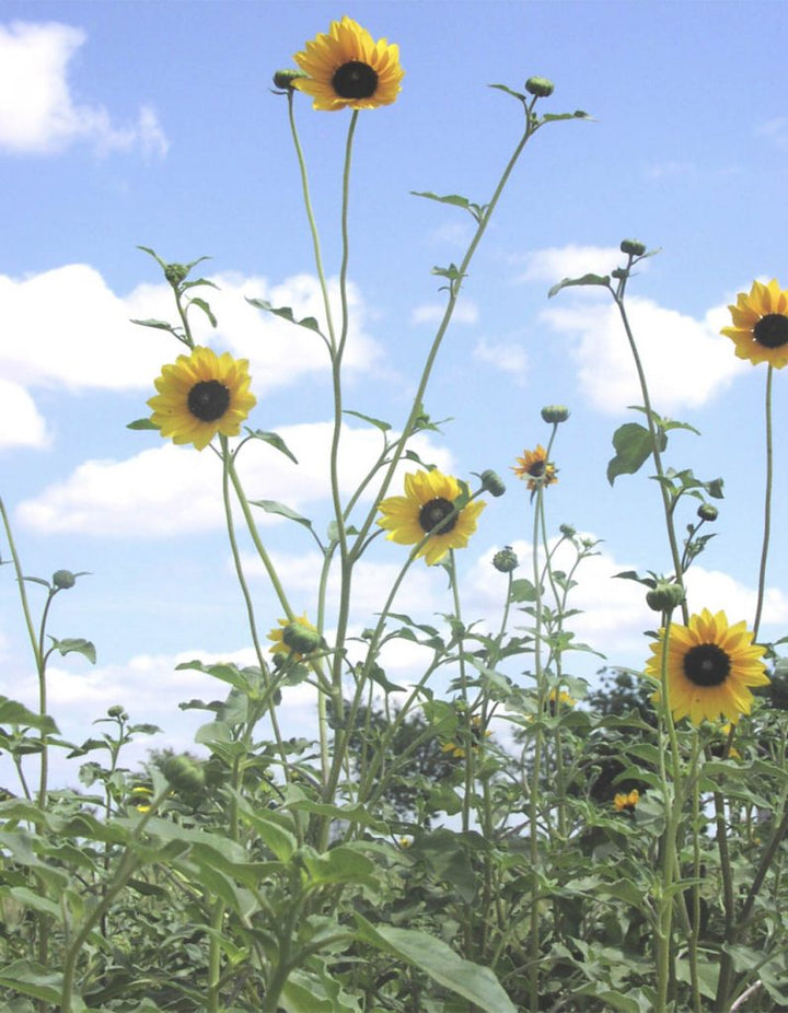 Common Sunflower – Bamert Seed