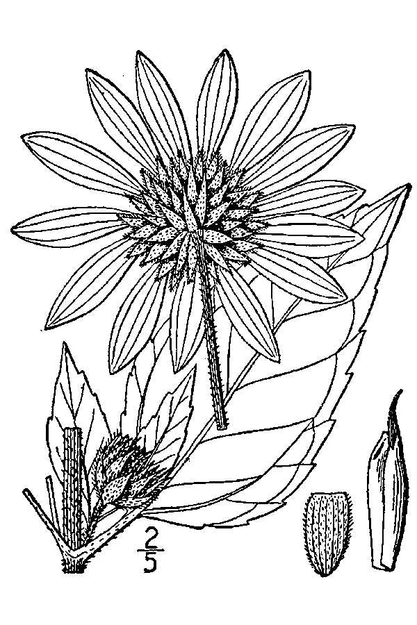 Common Sunflower – Bamert Seed