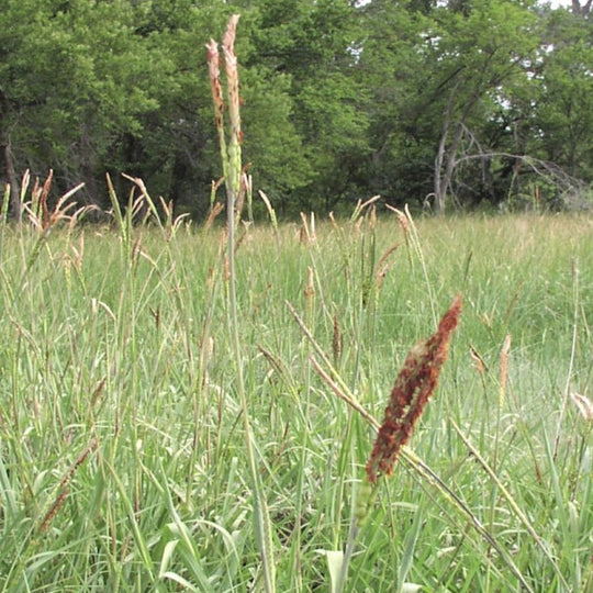Eastern Gamagrass – Bamert Seed