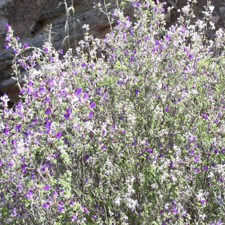 Feather Dalea* – Bamert Seed