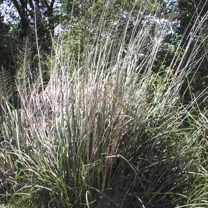 Giant Sacaton* – Bamert Seed