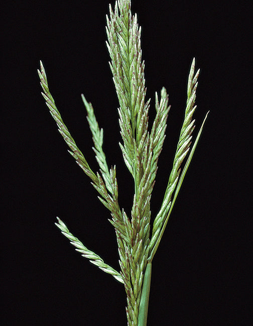 Green Sprangletop – Bamert Seed