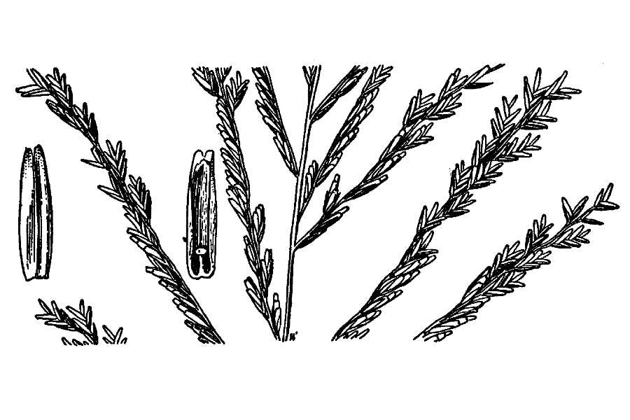 Green Sprangletop – Bamert Seed