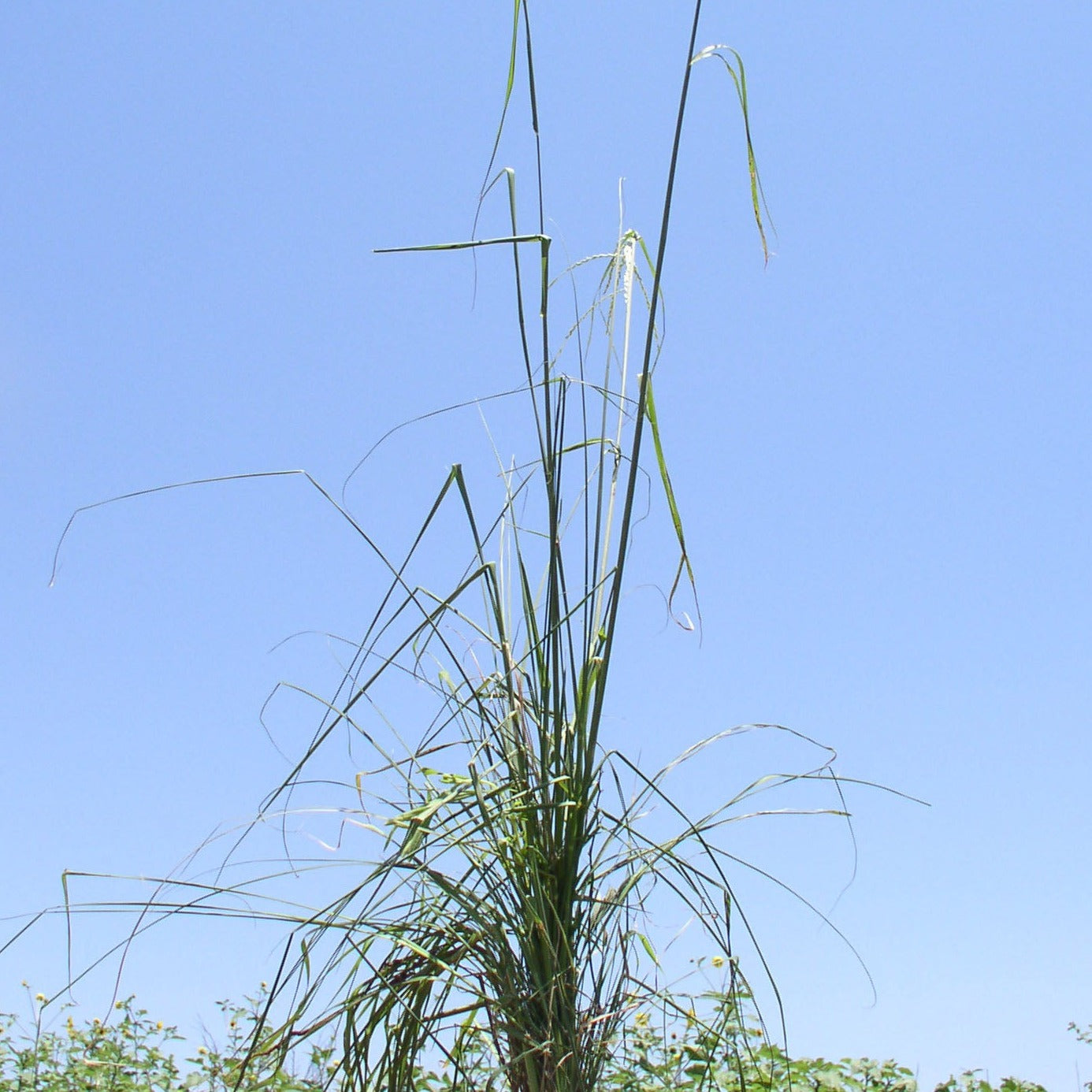 Green Sprangletop – Bamert Seed