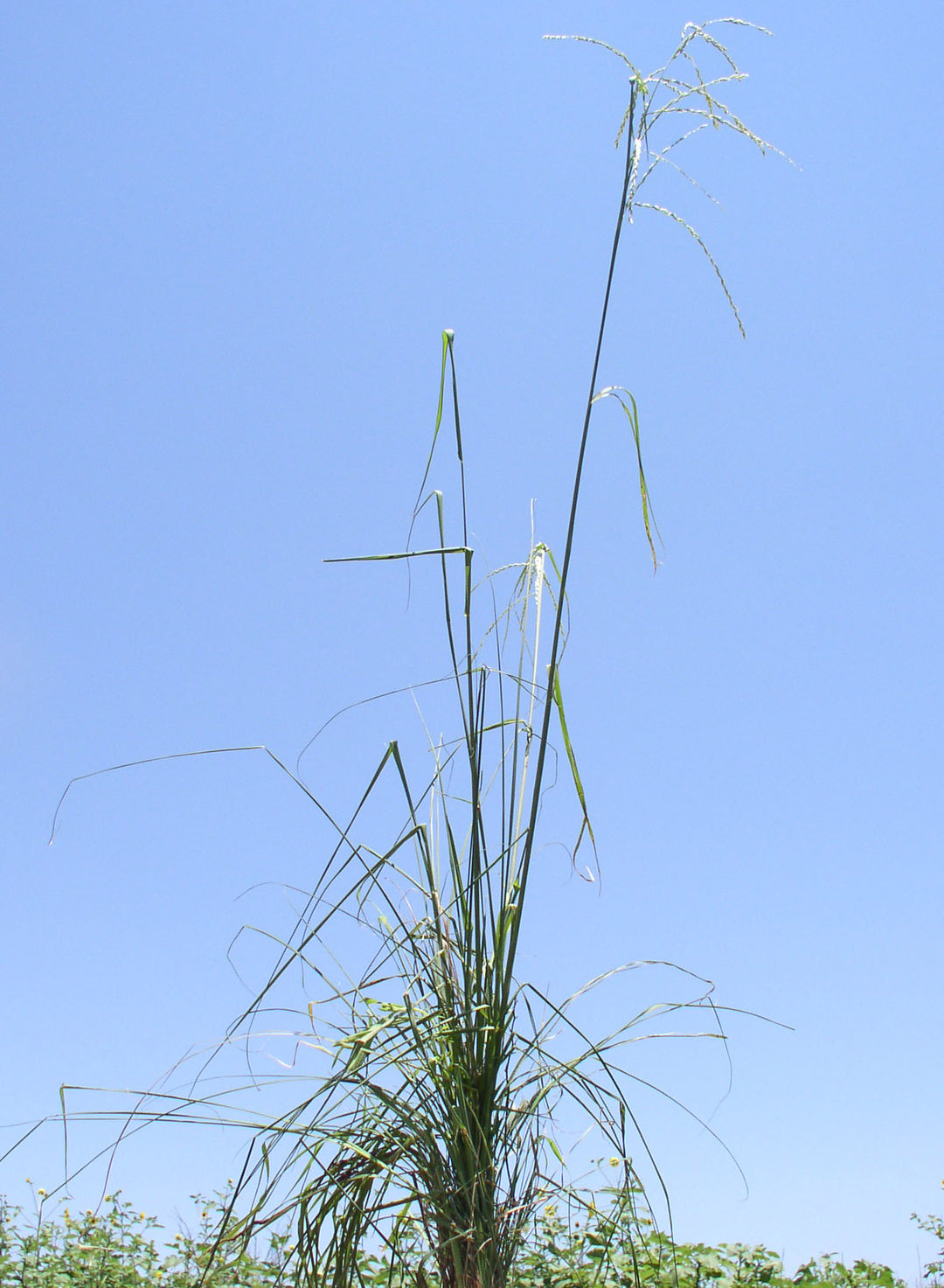 Green Sprangletop – Bamert Seed