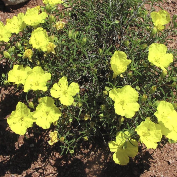 Halfshrub Sundrop* – Bamert Seed