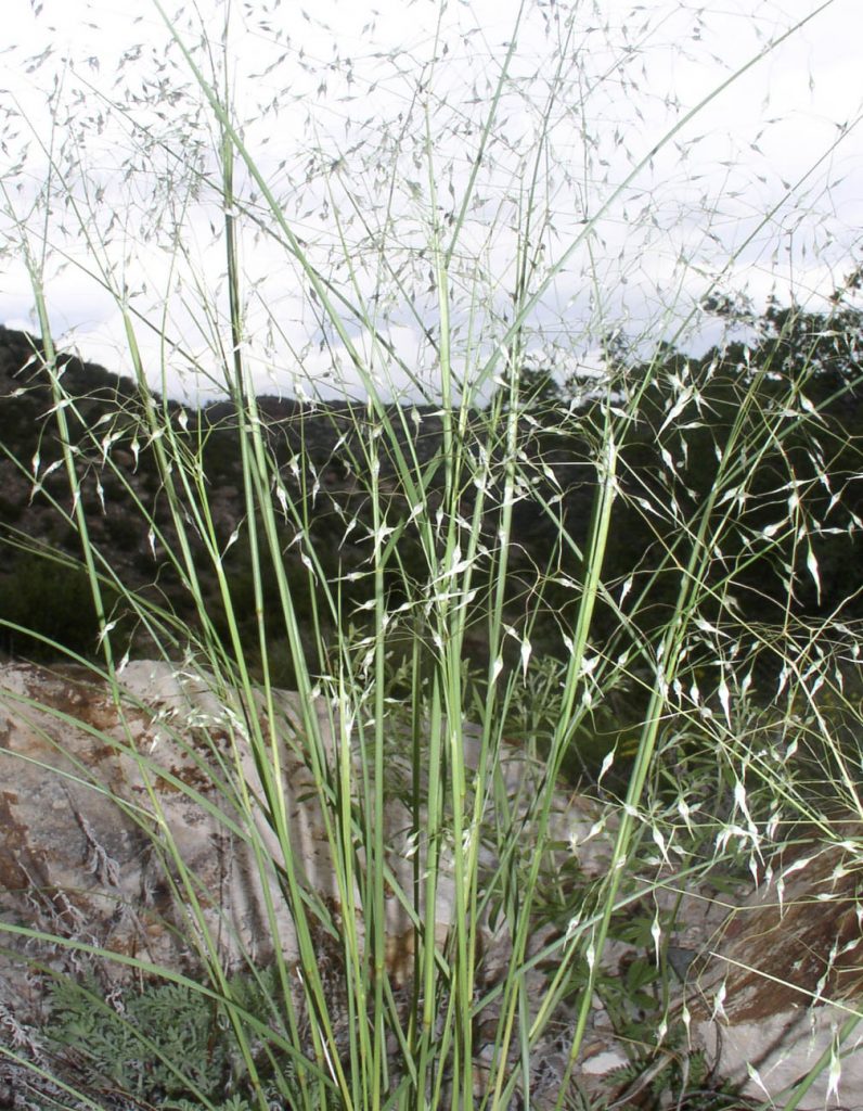 Indian Ricegrass* – Bamert Seed