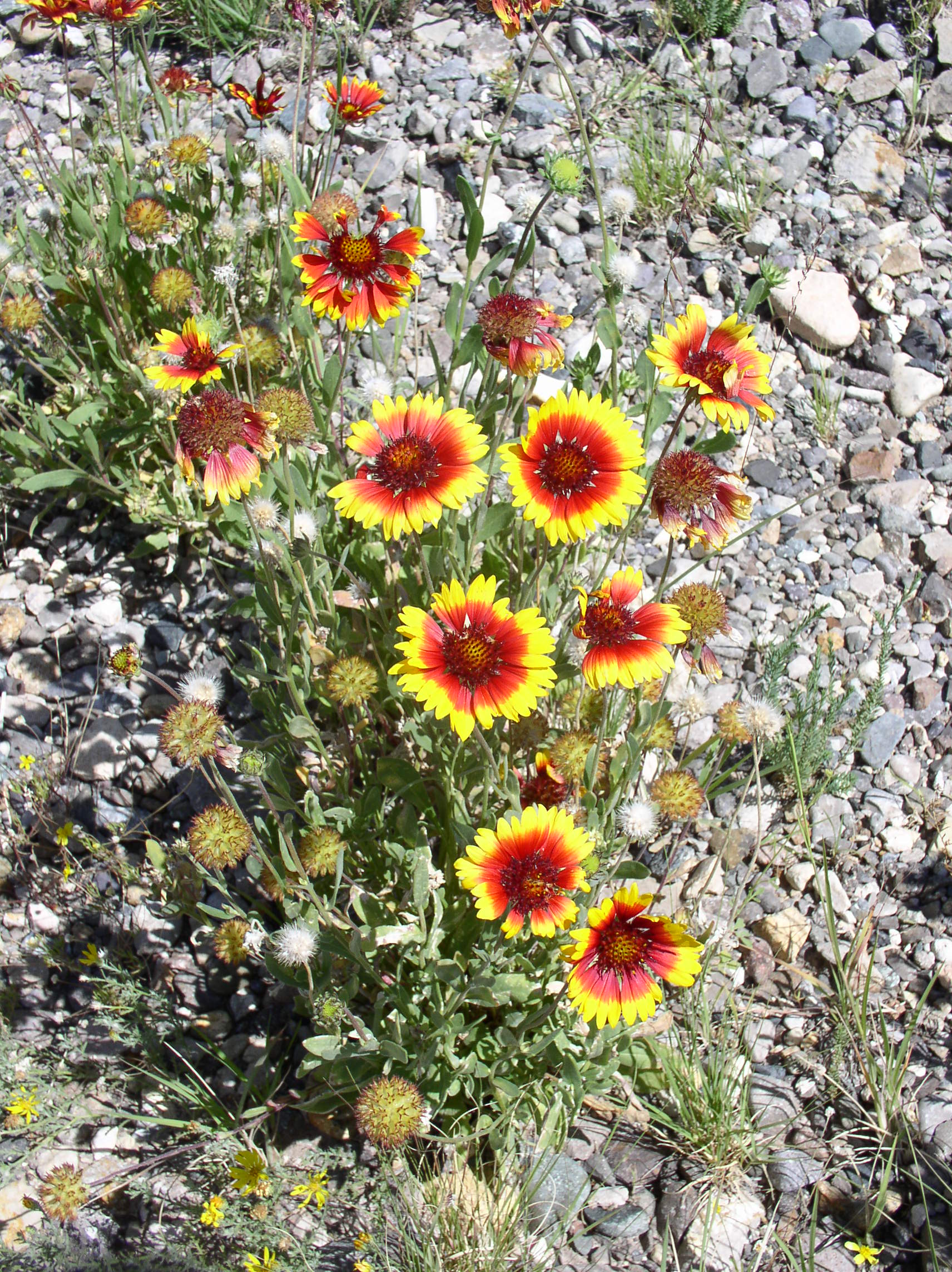 Indian Blanket – Bamert Seed