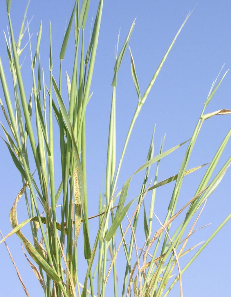 Jointed Goatgrass* – Bamert Seed