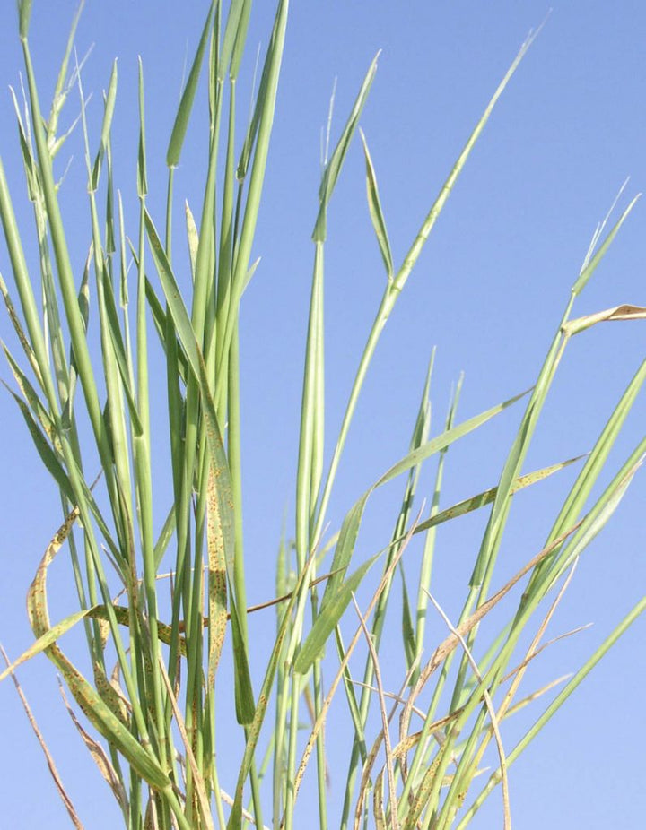 Jointed Goatgrass* – Bamert Seed