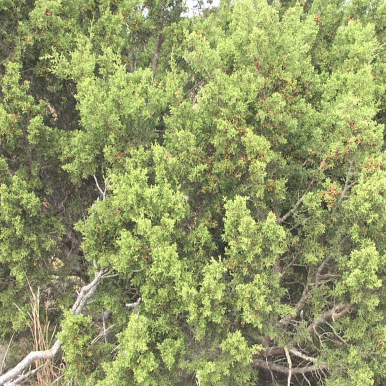 Juniper (redberry)* – Bamert Seed