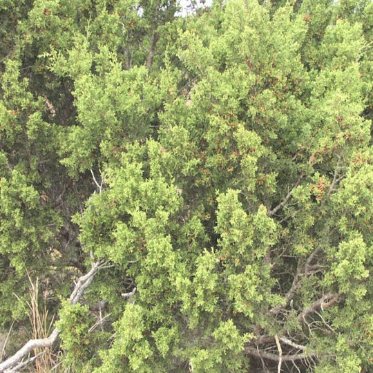 Juniper (redberry)* – Bamert Seed