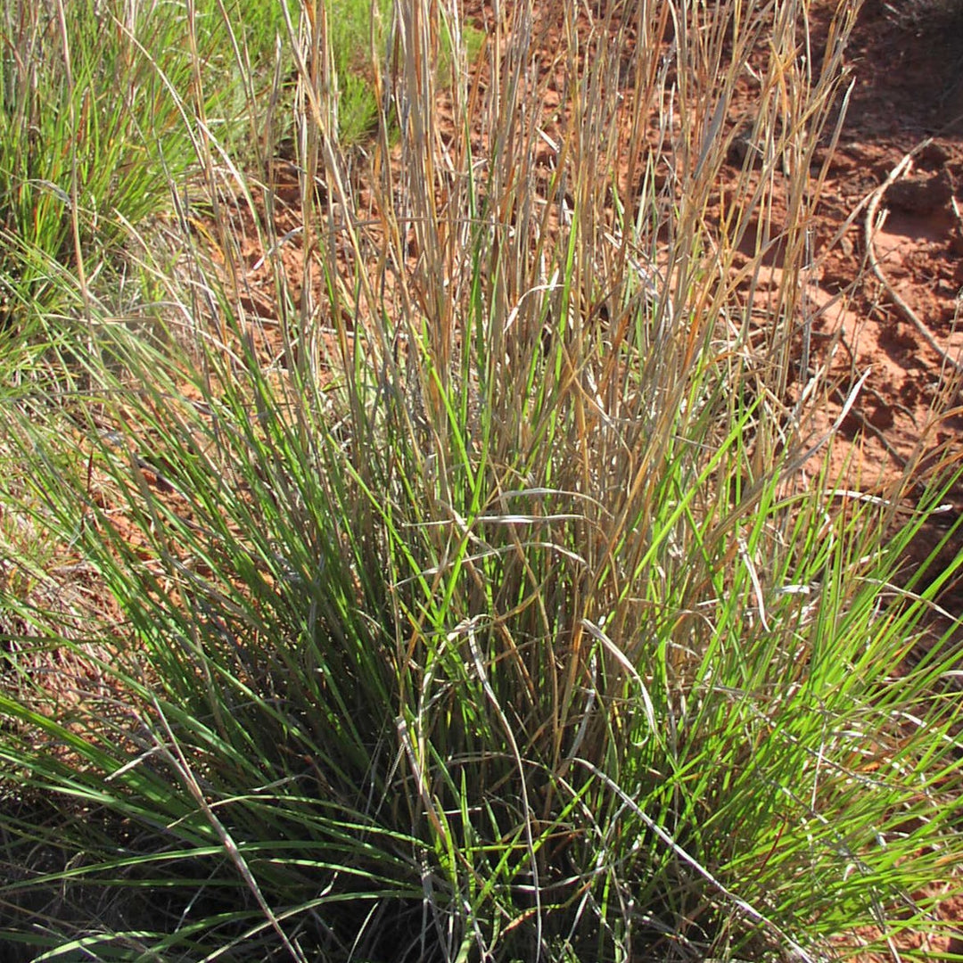 Little Bluestem – Bamert Seed