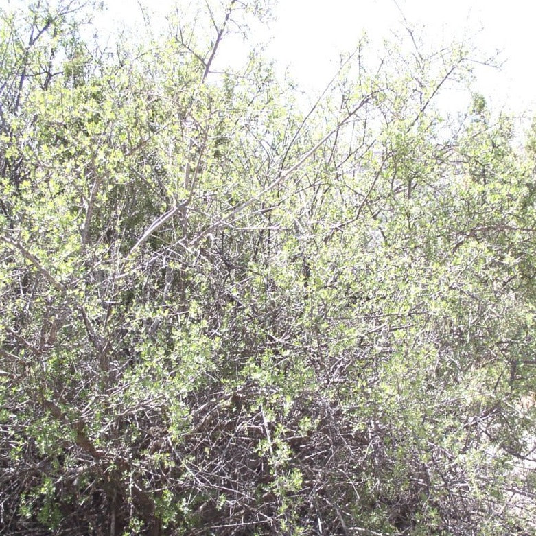 Little Leaf Sumac Desert