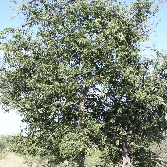 Netleaf Hackberry* – Bamert Seed