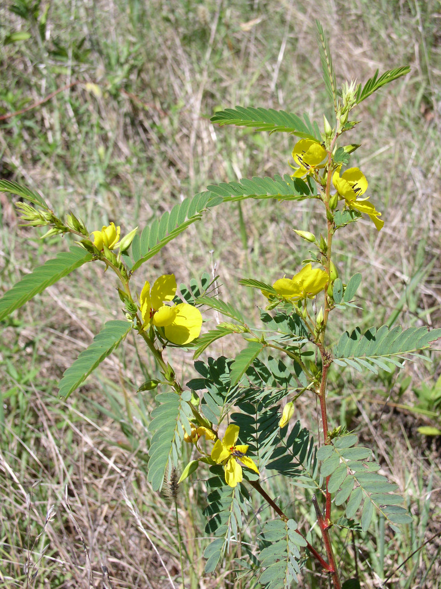 Partridge Pea – Bamert Seed