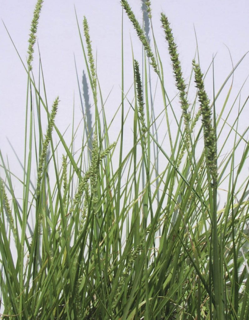 Plains Bristlegrass – Bamert Seed