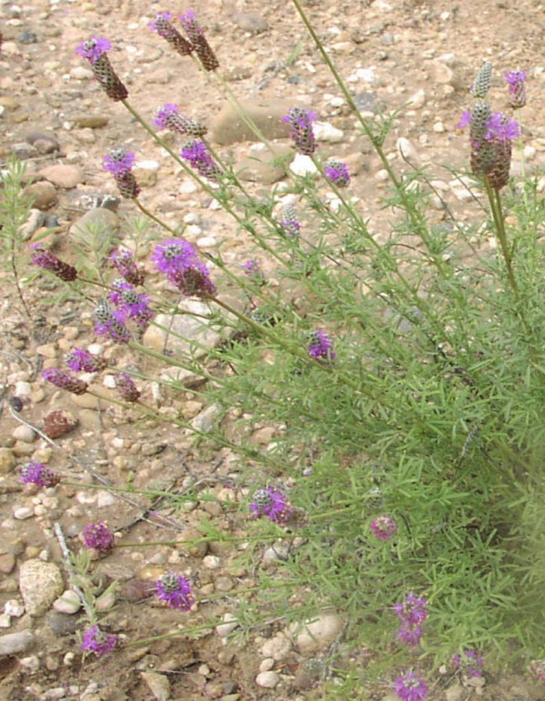 Purple Prairie Clover – Bamert Seed