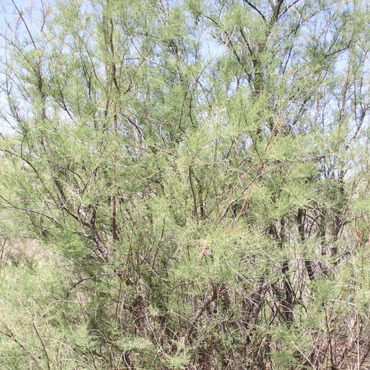 Saltcedar* – Bamert Seed