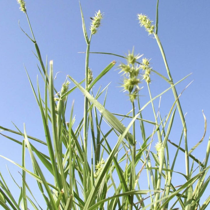 Sandbur (Grassbur)* – Bamert Seed