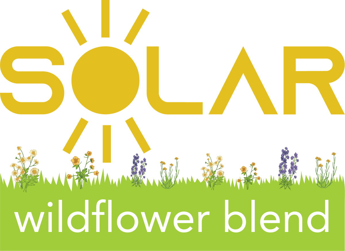 Solar Wildflower Blend – Bamert Seed