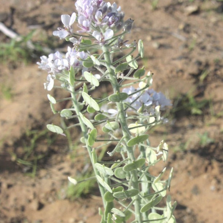 Spectaclepod* – Bamert Seed