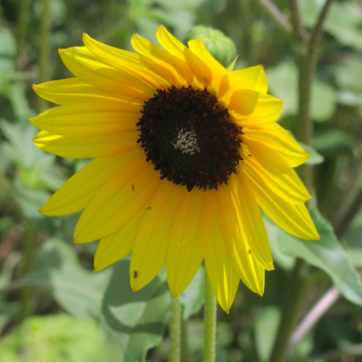 Common Sunflower – Bamert Seed