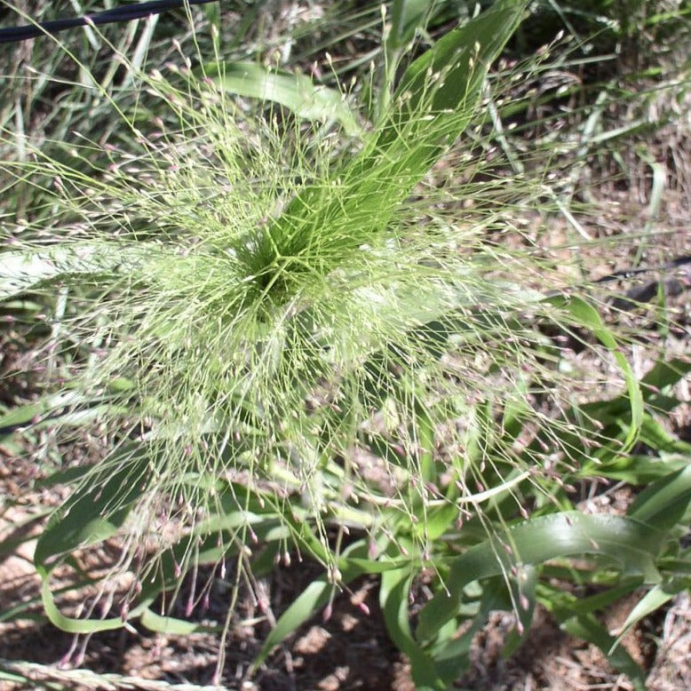 Witchgrass (Common)* – Bamert Seed