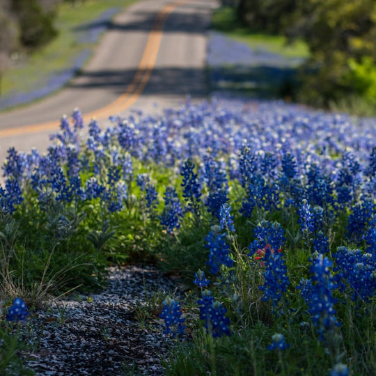 Texas Bluebonnet – Bamert Seed