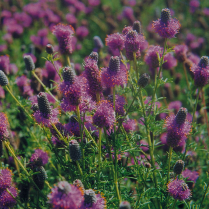 Purple Prairie Clover – Bamert Seed